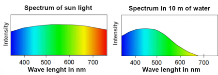 Light - Taucherpedia